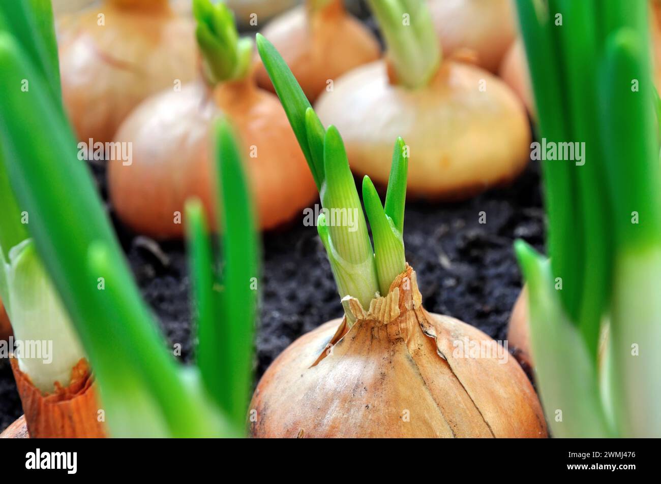 Scallion onion root vegetable hi-res stock photography and images - Alamy