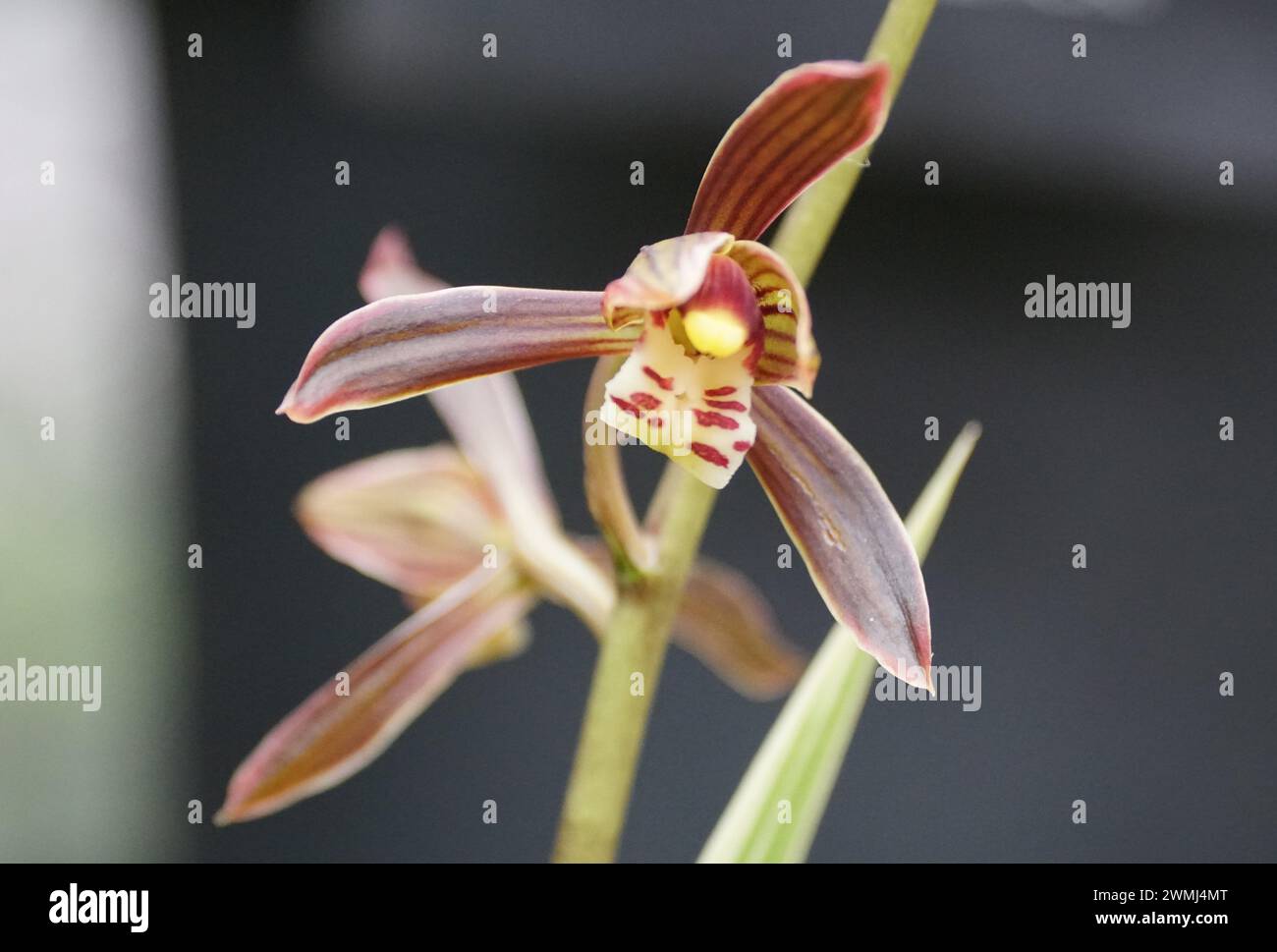 Closeup of the dark red flower of Cymbidium sinense Pacific Ocean ...