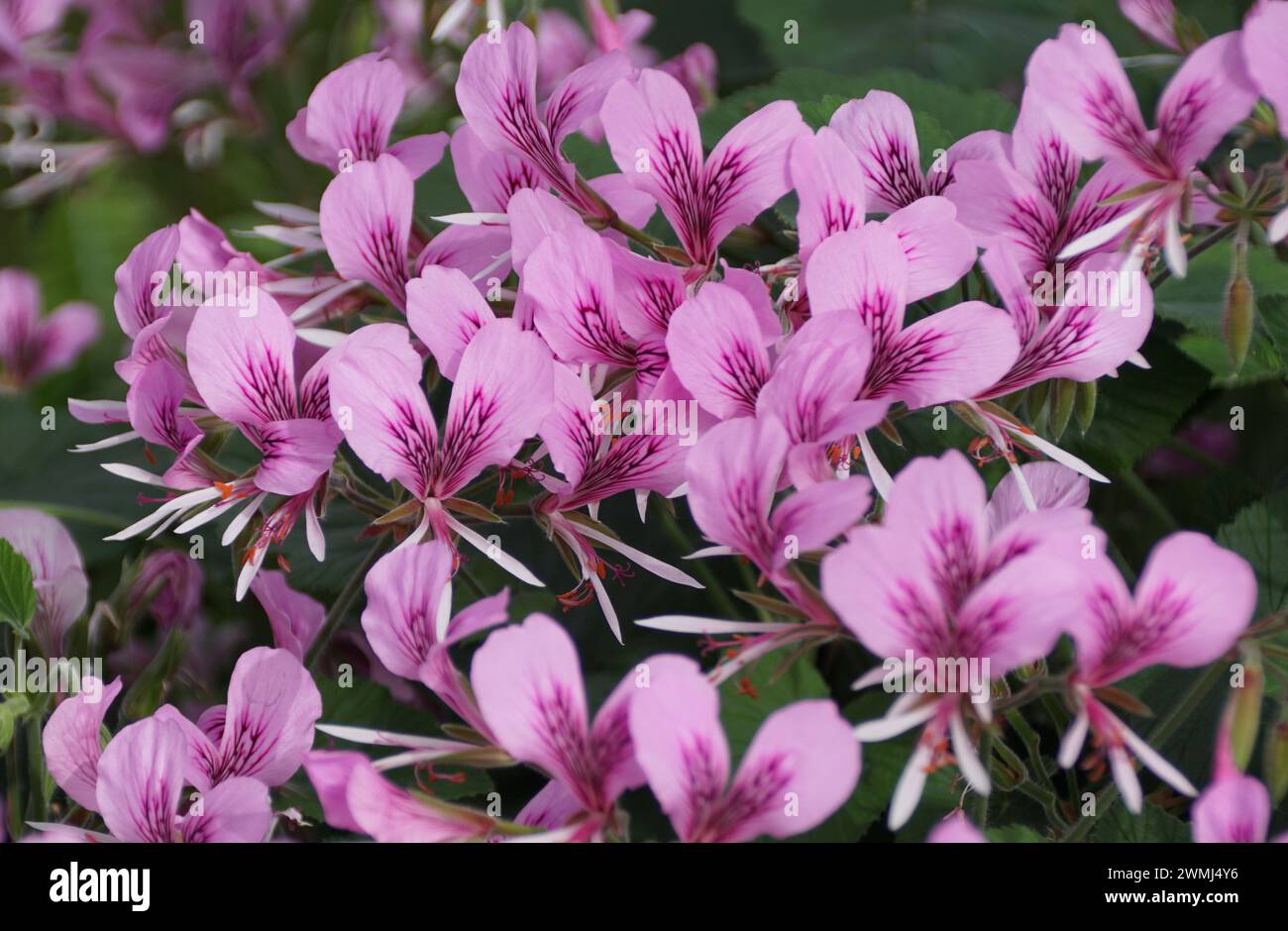 A cluster of bright pink color of Heart-leaf Pelargonium cordifolium ...