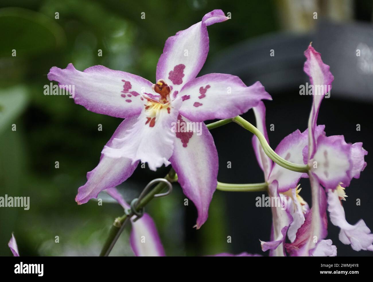 Close up of the white and dark purple Aliceara Donald Halliday Smile ...