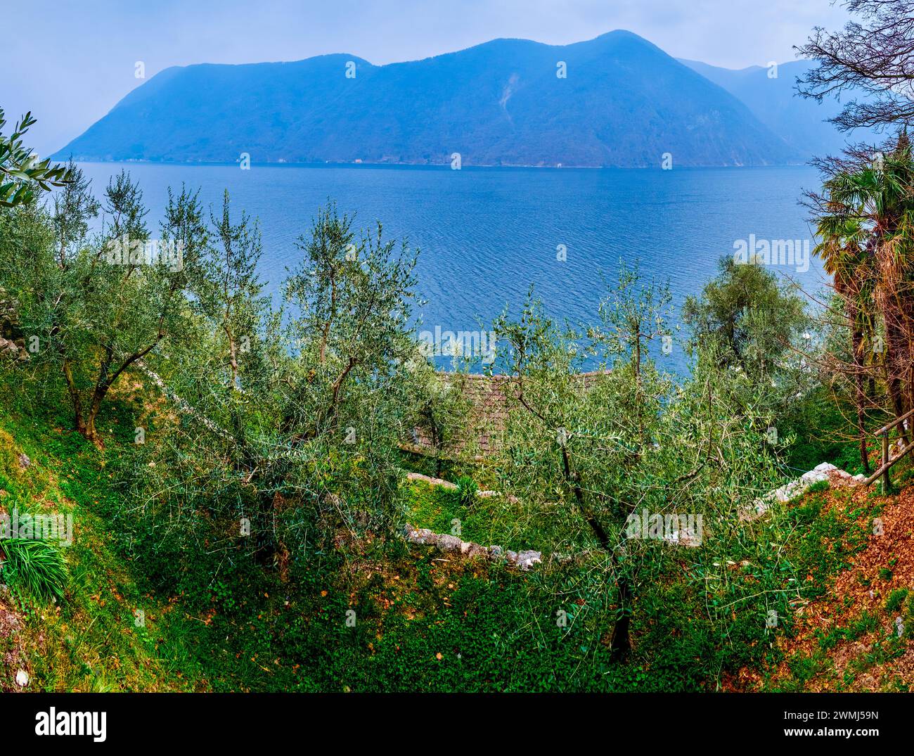 Panorama of Olive tree garden of the slope of Gandria village ...