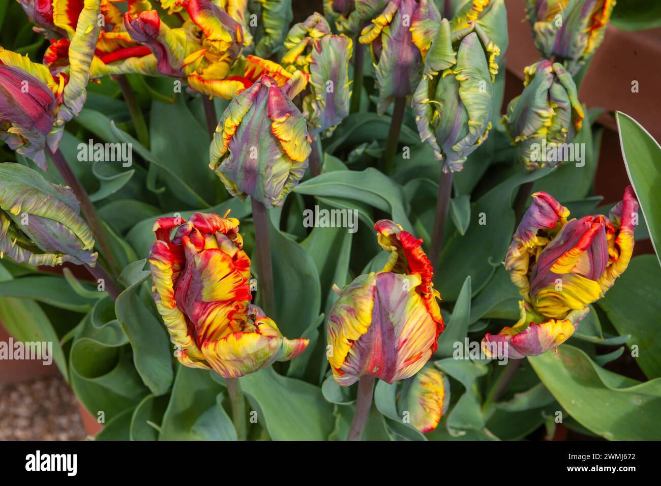 Tulip 'Rasta Parrot', Arundel Castle Gardens, West Sussex, UK Stock ...