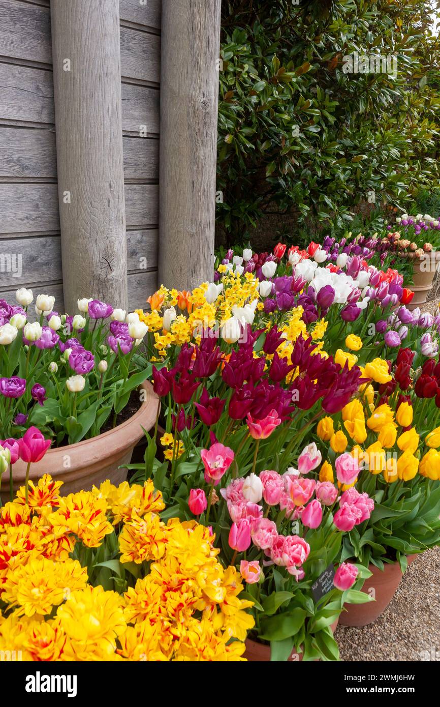 A glorious display of tulips surrounding the foot of the wooden temple ...