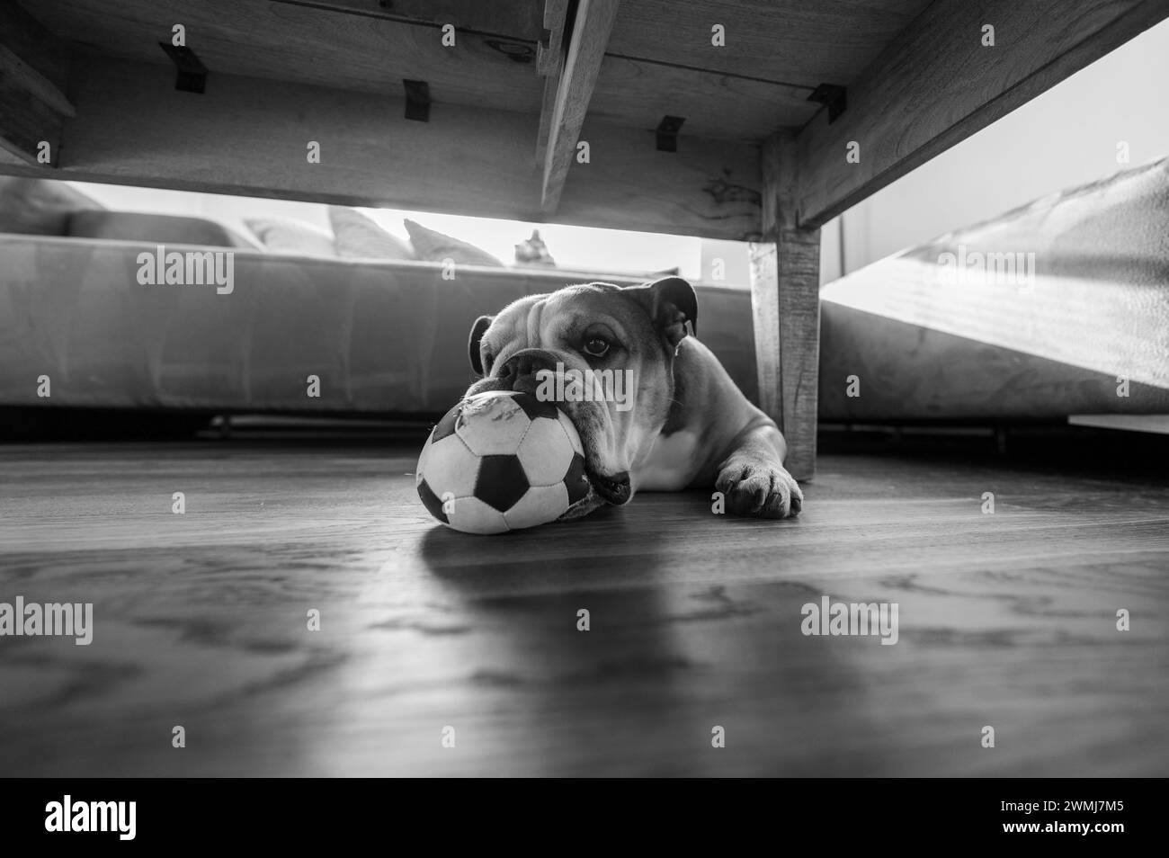 English Bulldog with ball Stock Photo - Alamy