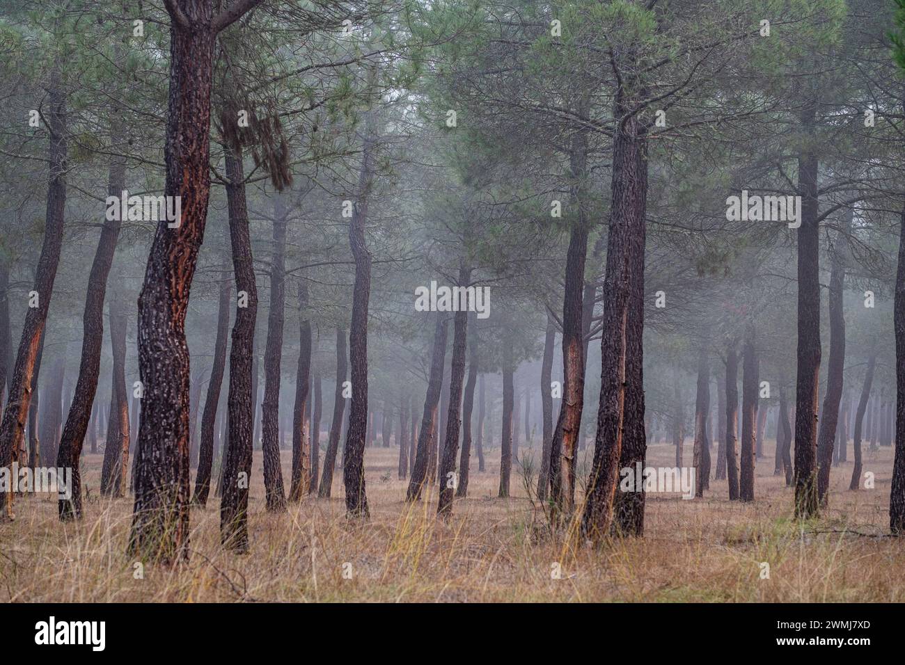 resin extraction in a Pinus pinaster forest, Montes de Coca, Segovia ...