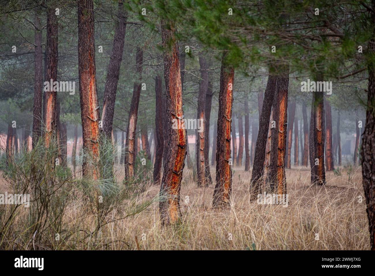 resin extraction in a Pinus pinaster forest, Montes de Coca, Segovia ...