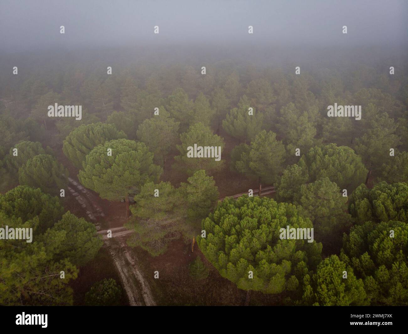 resin extraction in a Pinus pinaster forest, Montes de Coca, Segovia ...