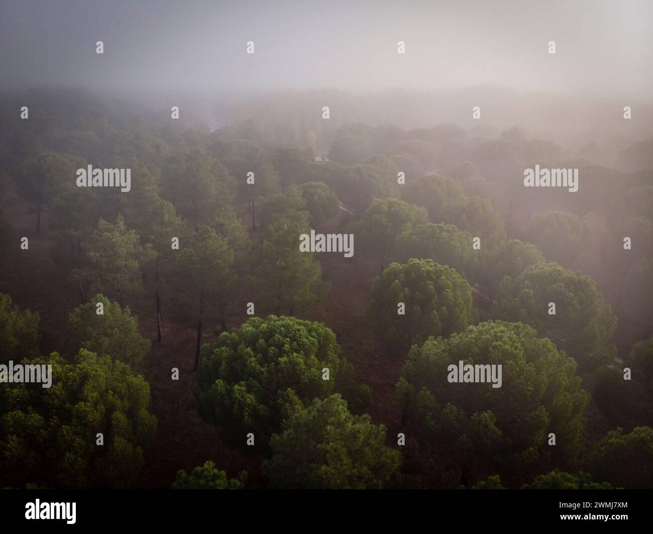 resin extraction in a Pinus pinaster forest, Montes de Coca, Segovia ...