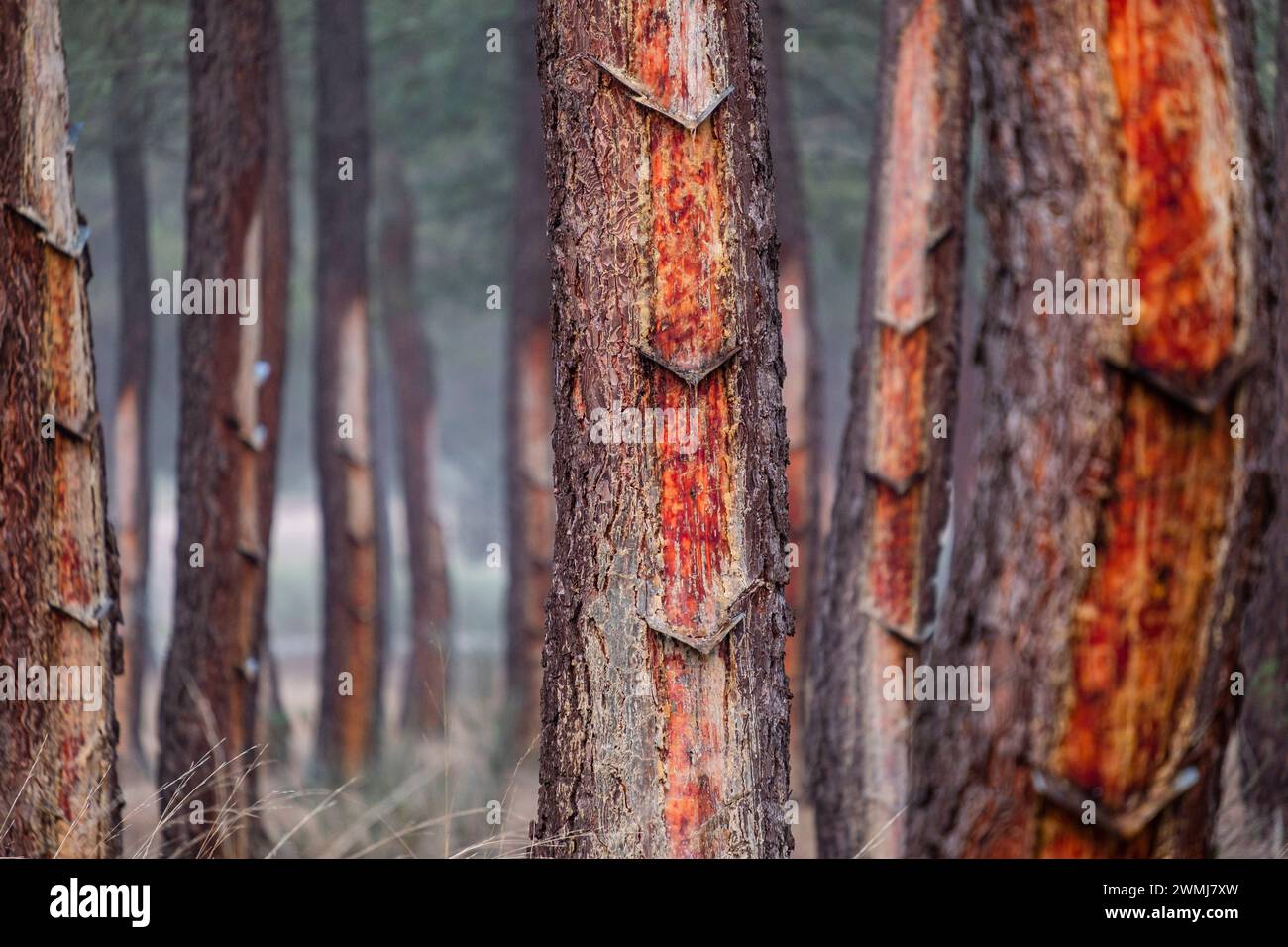 resin extraction in a Pinus pinaster forest, Montes de Coca, Segovia ...