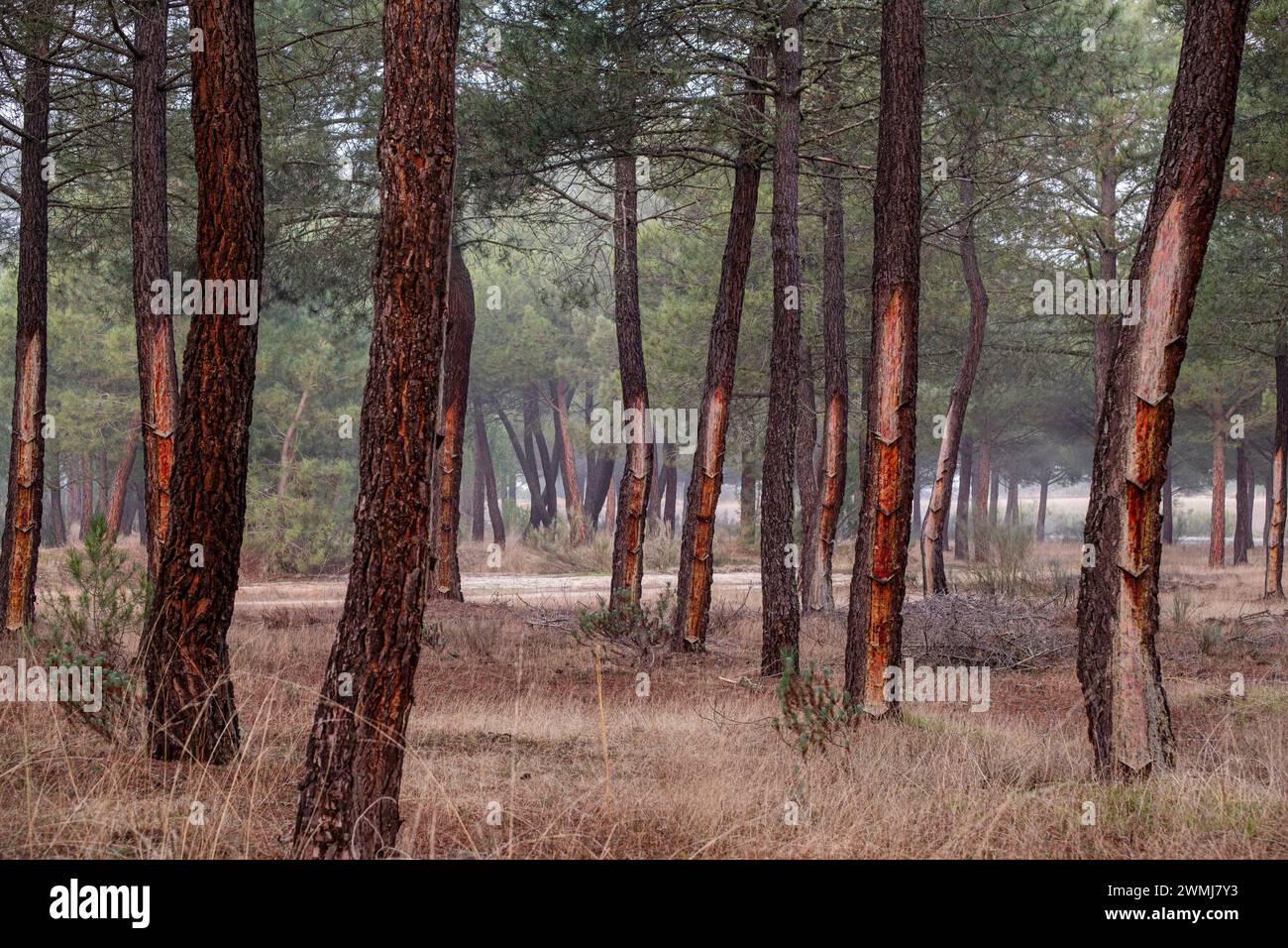 resin extraction in a Pinus pinaster forest, Montes de Coca, Segovia ...