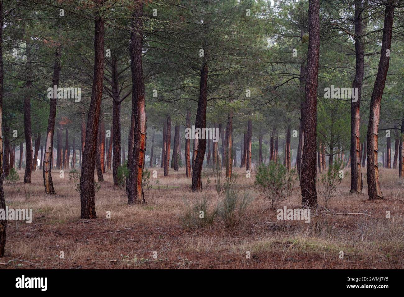 resin extraction in a Pinus pinaster forest, Montes de Coca, Segovia ...