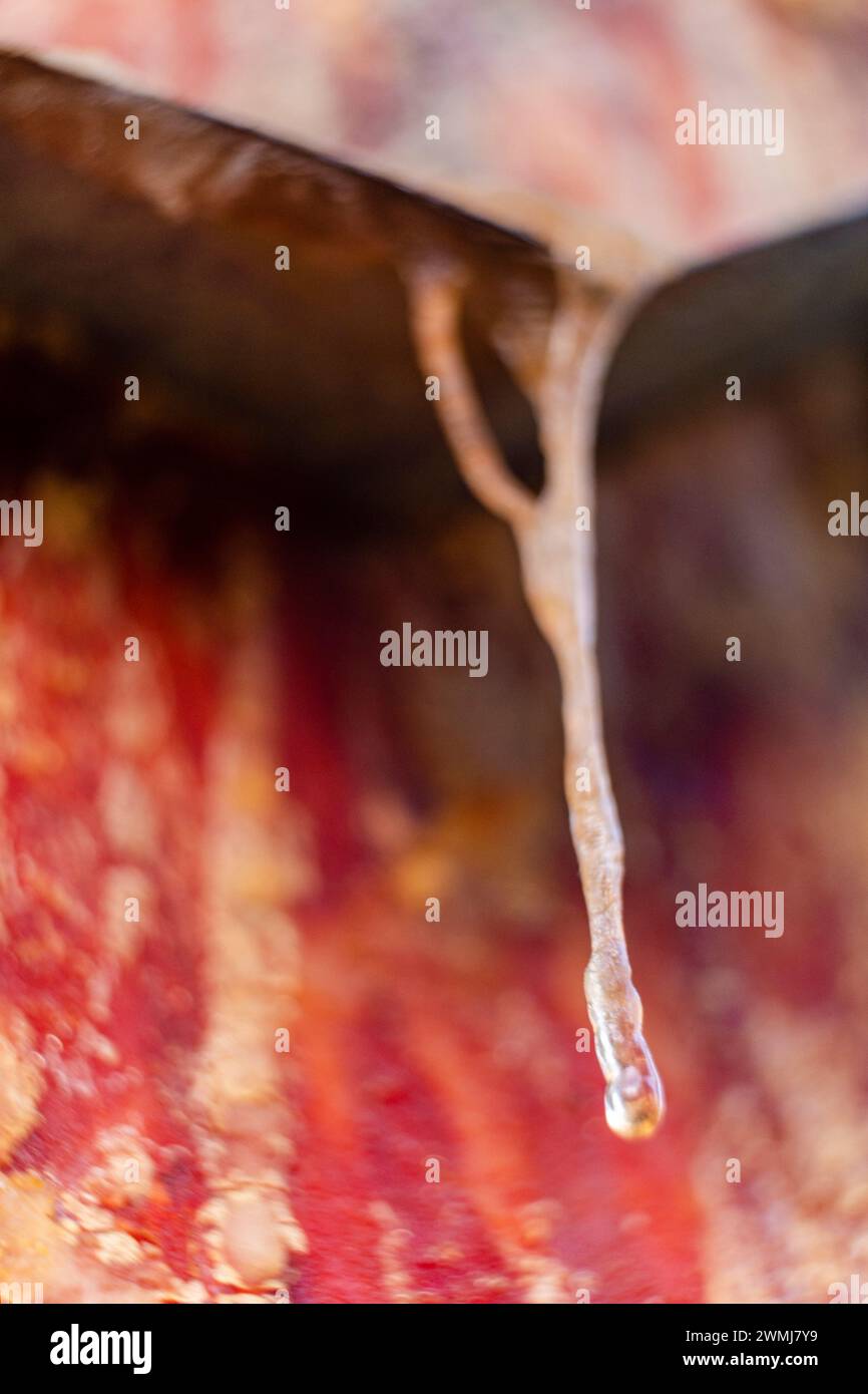 resin extraction in a Pinus pinaster forest, Montes de Coca, Segovia ...
