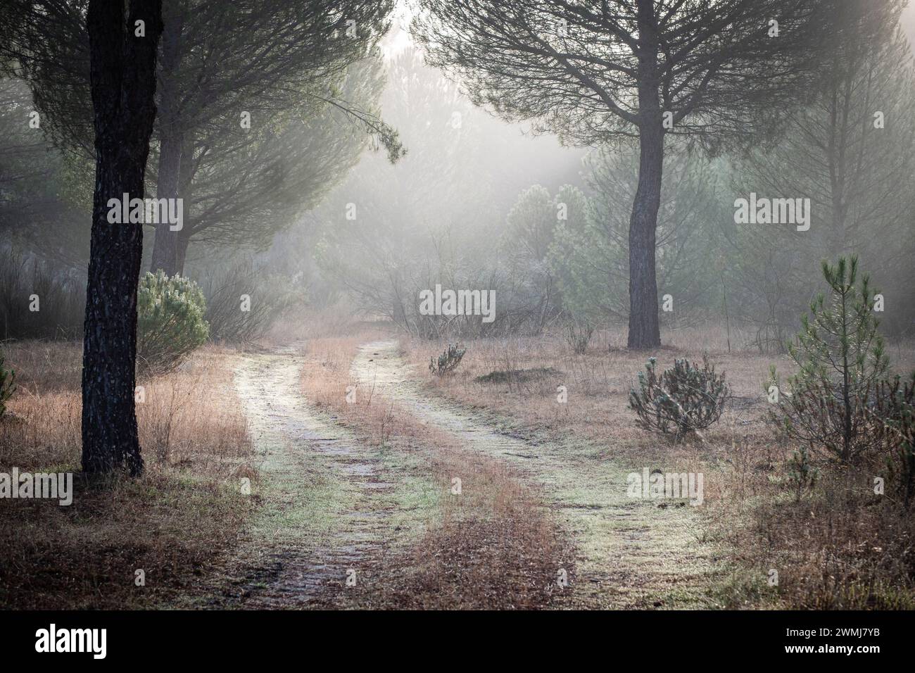 resin extraction in a Pinus pinaster forest, Montes de Coca, Segovia ...
