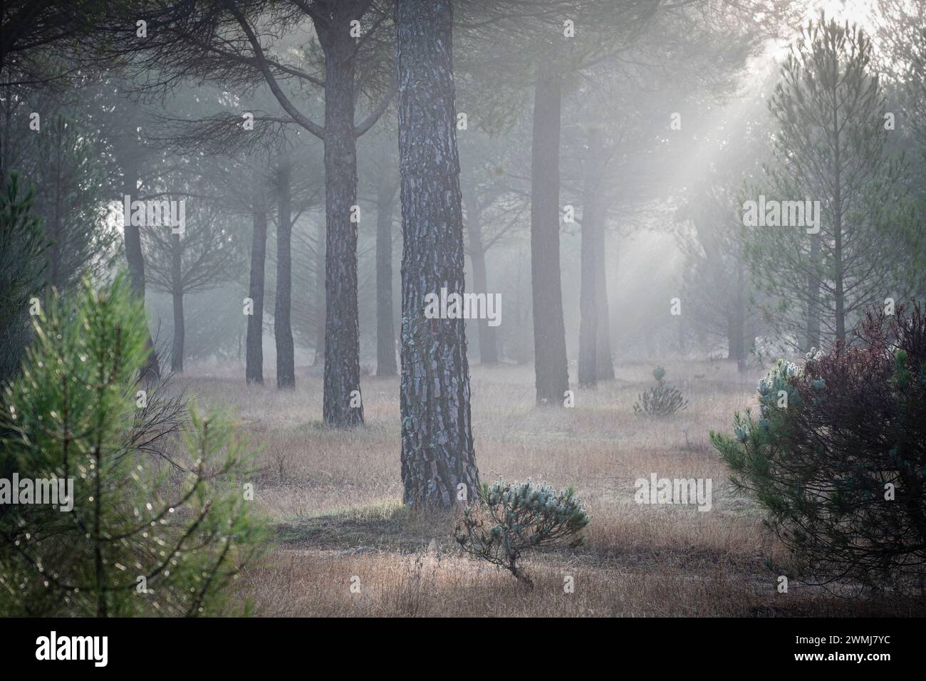 resin extraction in a Pinus pinaster forest, Montes de Coca, Segovia ...