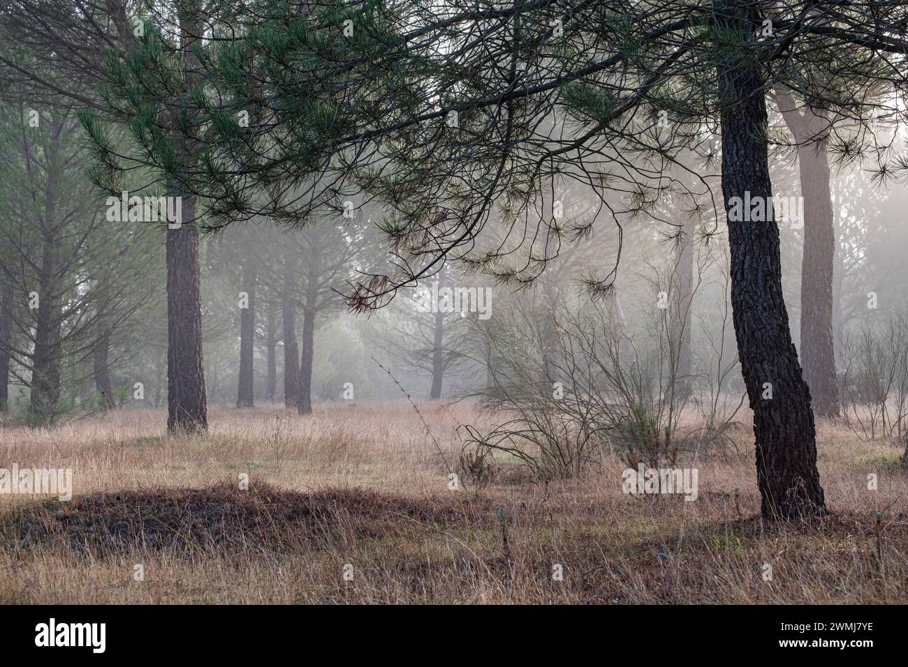 resin extraction in a Pinus pinaster forest, Montes de Coca, Segovia ...