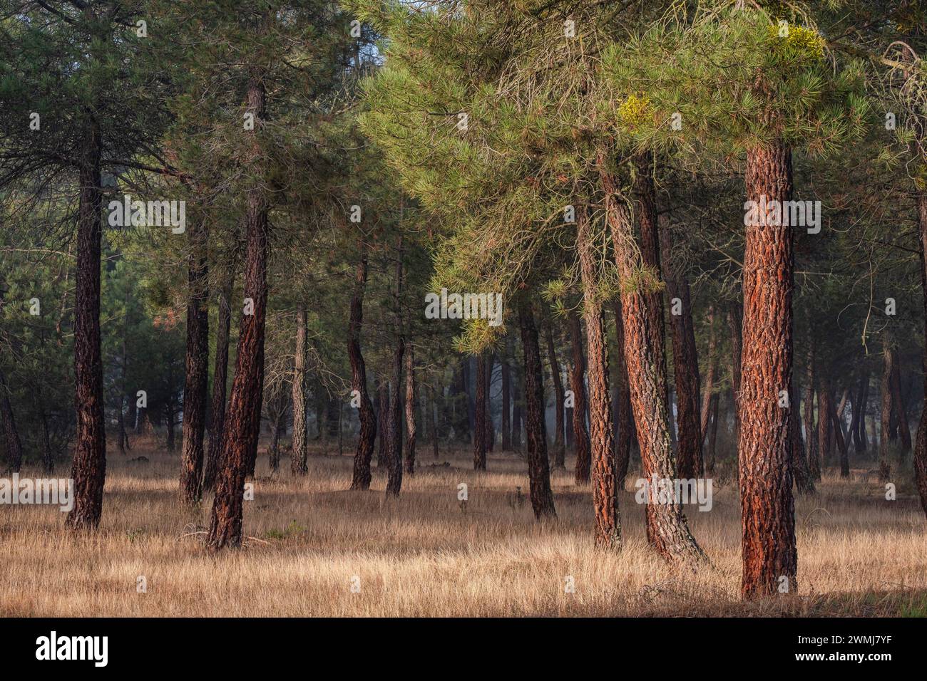 resin extraction in a Pinus pinaster forest, Montes de Coca, Segovia ...
