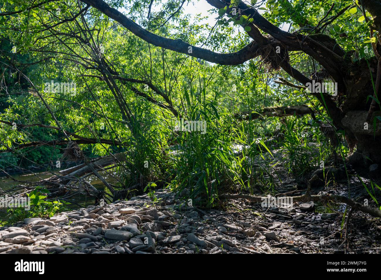 The Eder - A river in Germany in a green landscape Stock Photo - Alamy