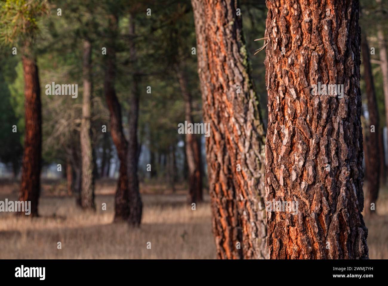 Flora de carbón hi-res stock photography and images - Alamy