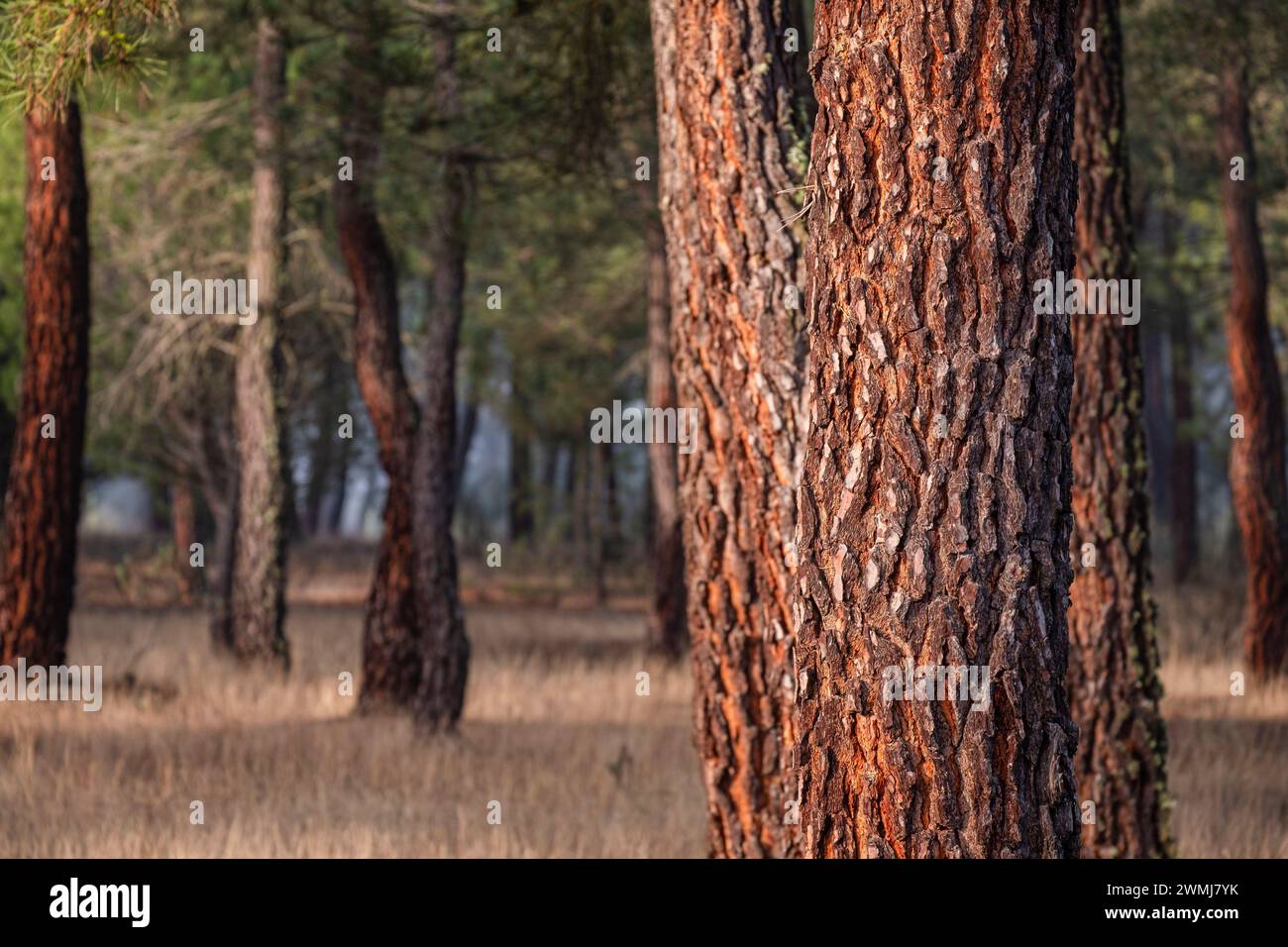 resin extraction in a Pinus pinaster forest, Montes de Coca, Segovia ...