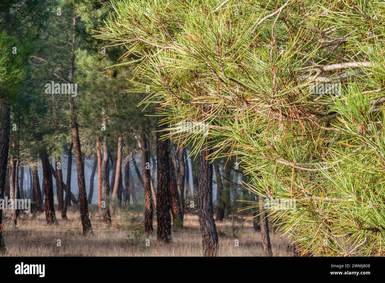 resin extraction in a Pinus pinaster forest, Montes de Coca, Segovia ...