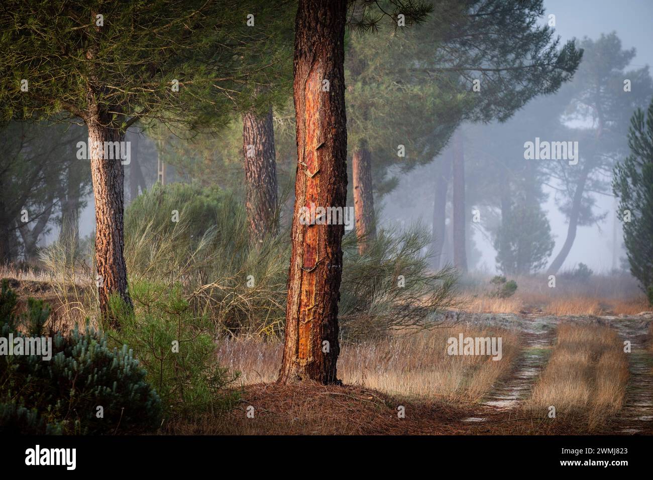resin extraction in a Pinus pinaster forest, Montes de Coca, Segovia ...