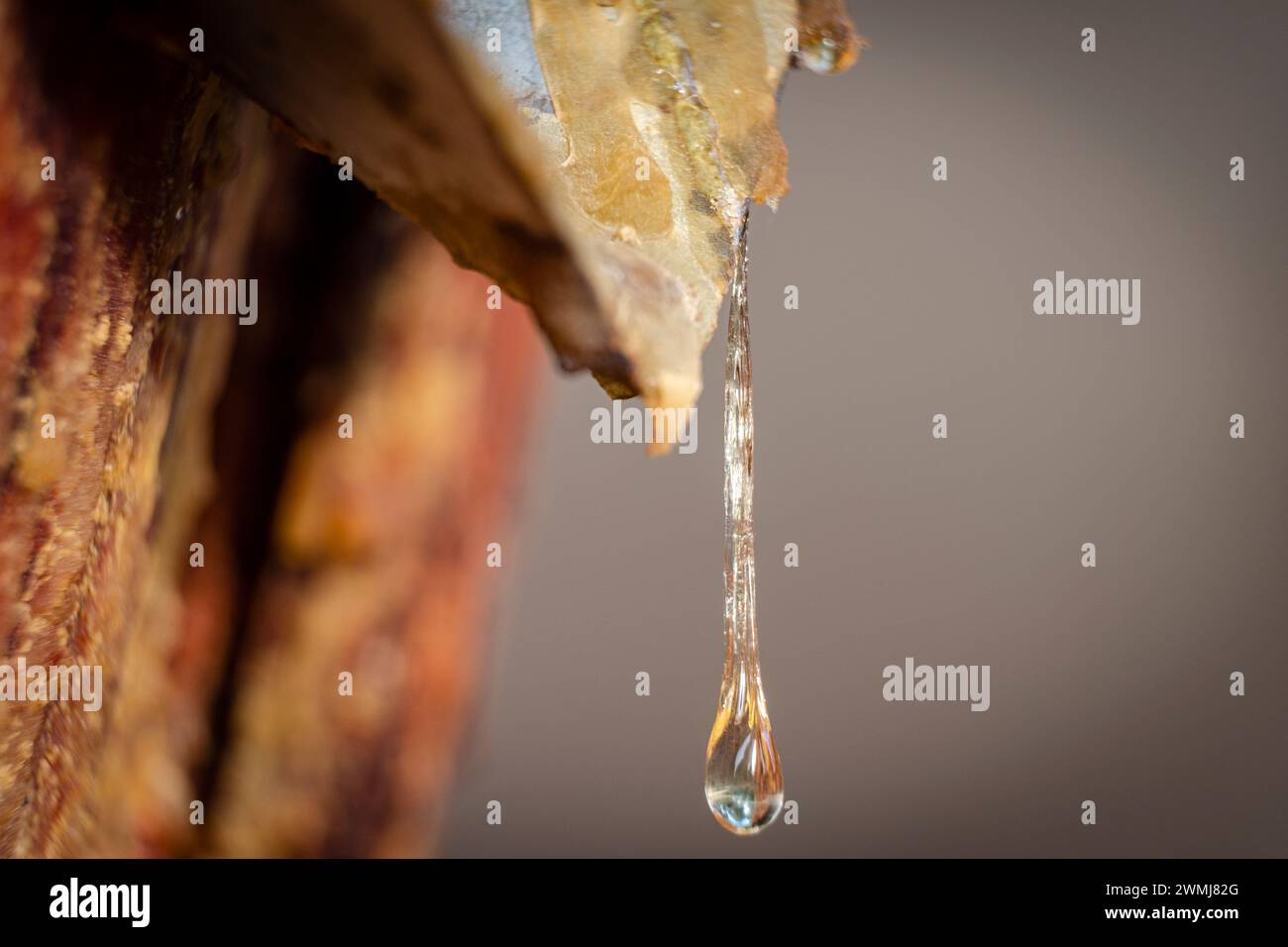 resin extraction in a Pinus pinaster forest, Montes de Coca, Segovia ...