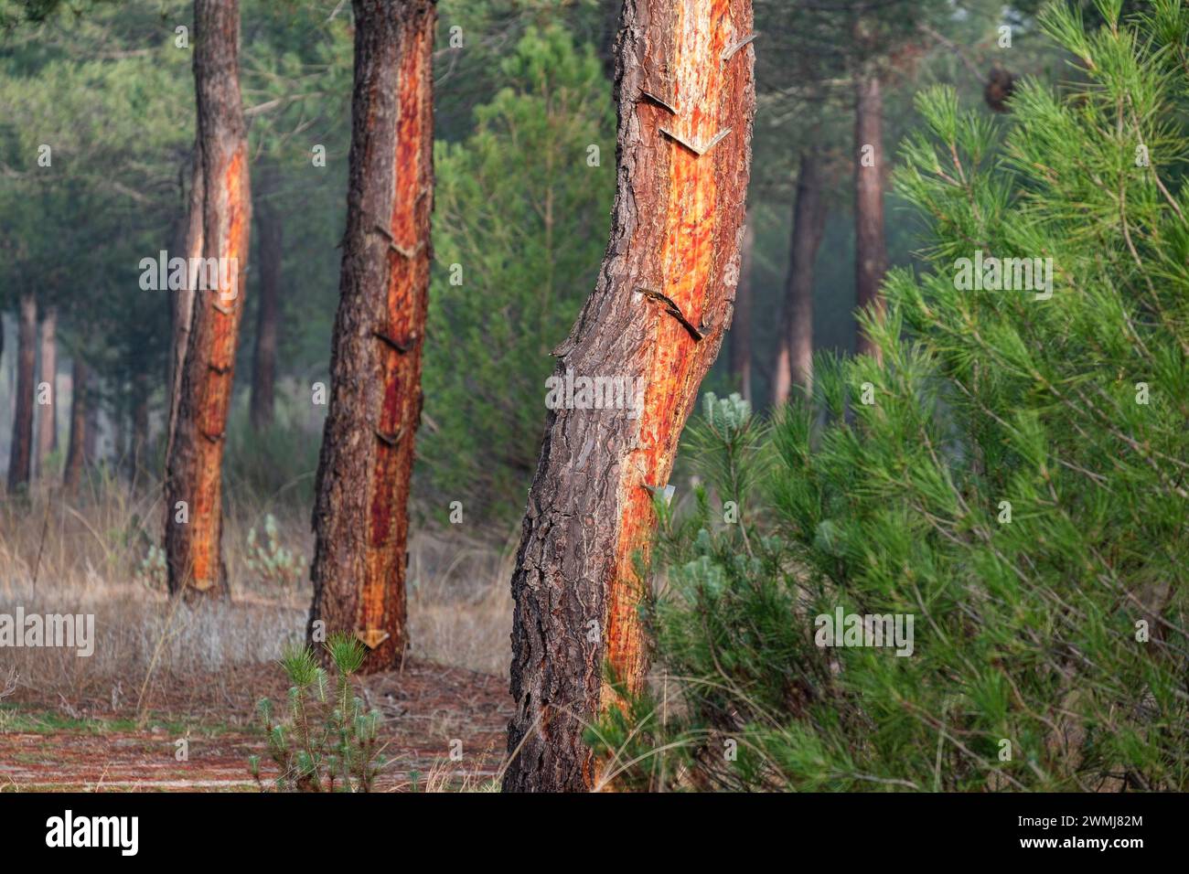resin extraction in a Pinus pinaster forest, Montes de Coca, Segovia ...