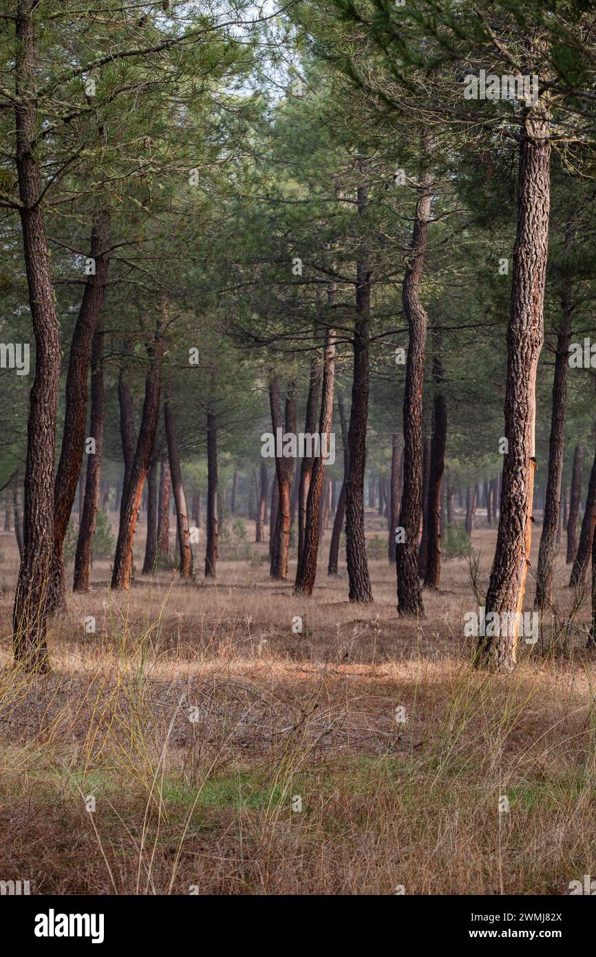 resin extraction in a Pinus pinaster forest, Montes de Coca, Segovia ...