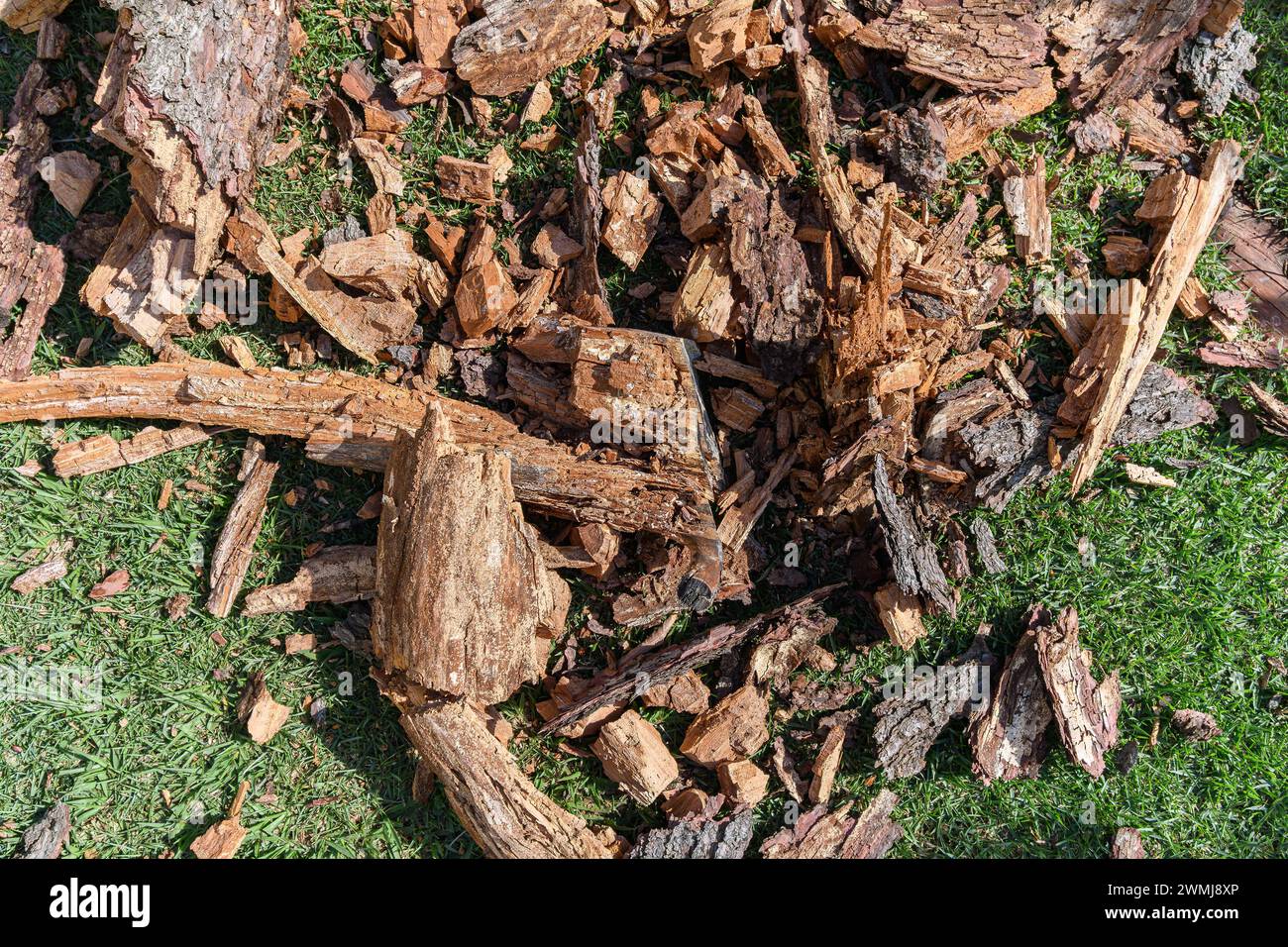 Tree branch lying in pieces on the lawn after falling from the tree ...