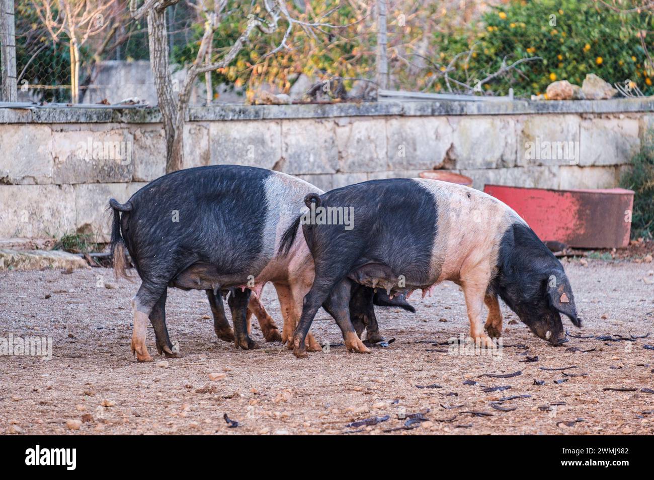 Faixat breed pig, Llucmajor, Mallorca, Balearic Islands, Spain Stock ...