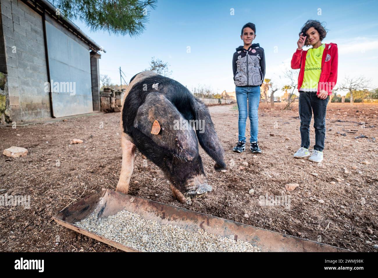 children on a farm of Faixat breed pig, Llucmajor, Mallorca, Balearic ...
