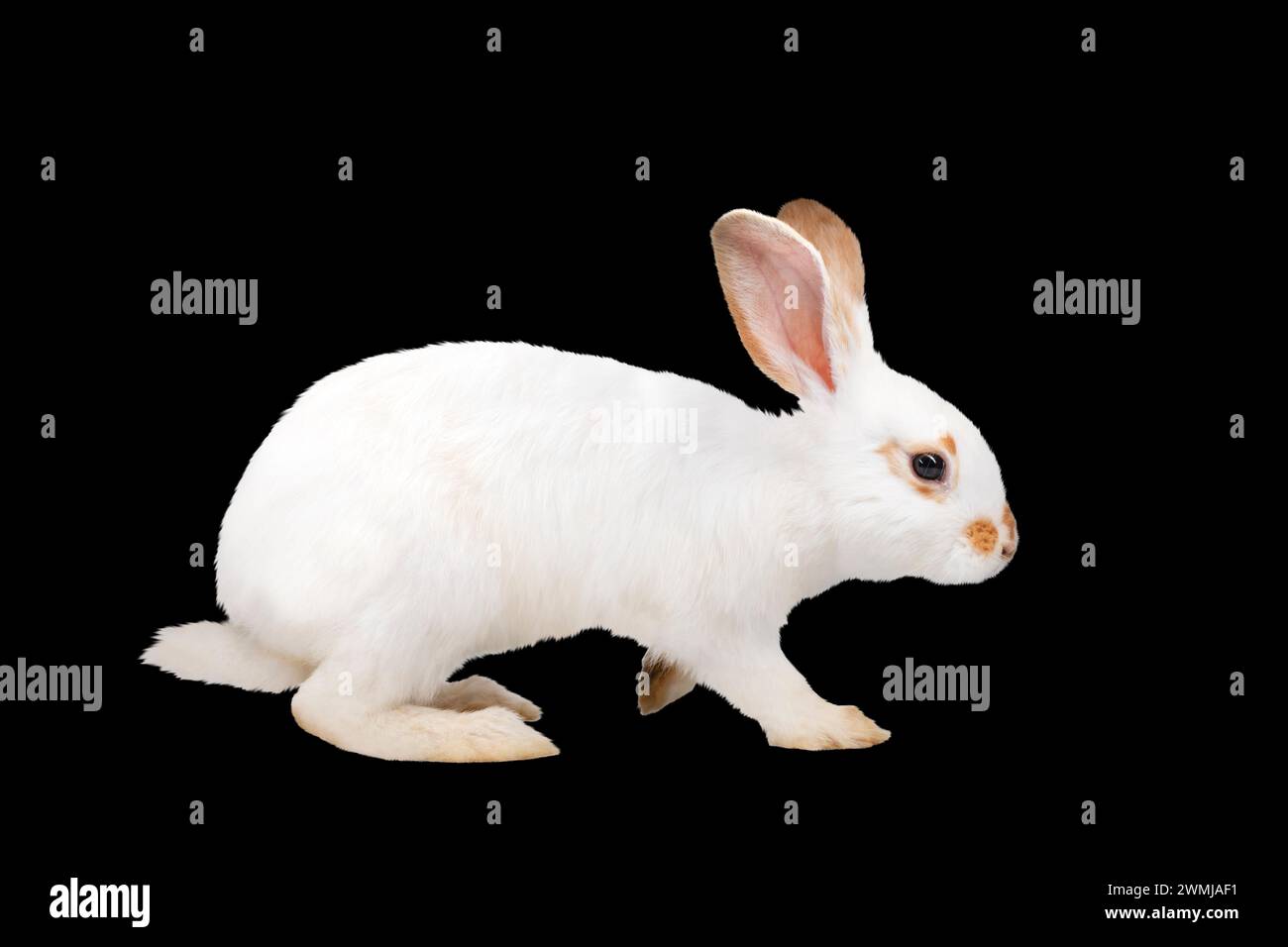 white rabbit isolated on black Stock Photo - Alamy