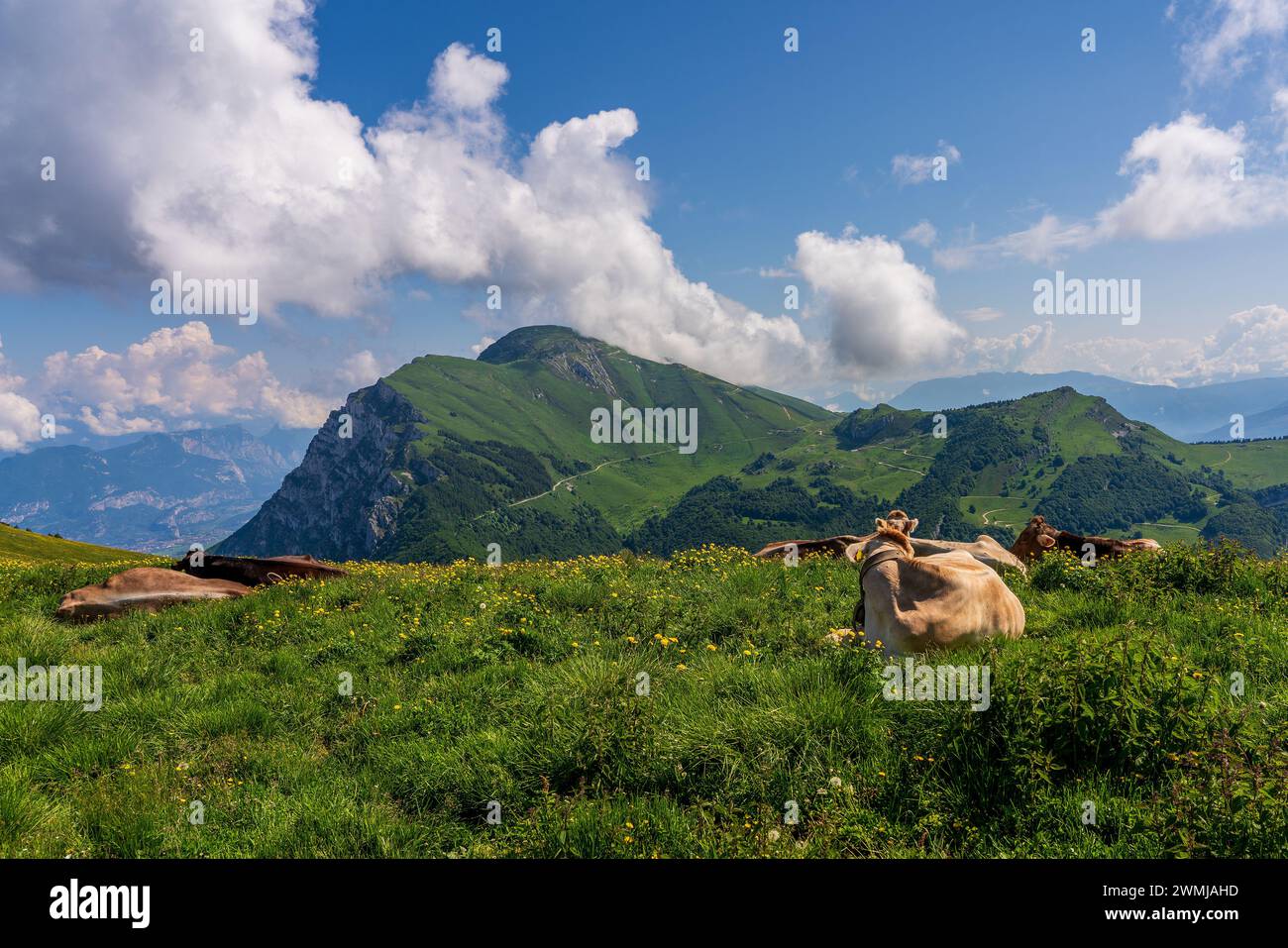 Cattle pasture with cows on the Monte Baldo mountain on Lake Garda in ...