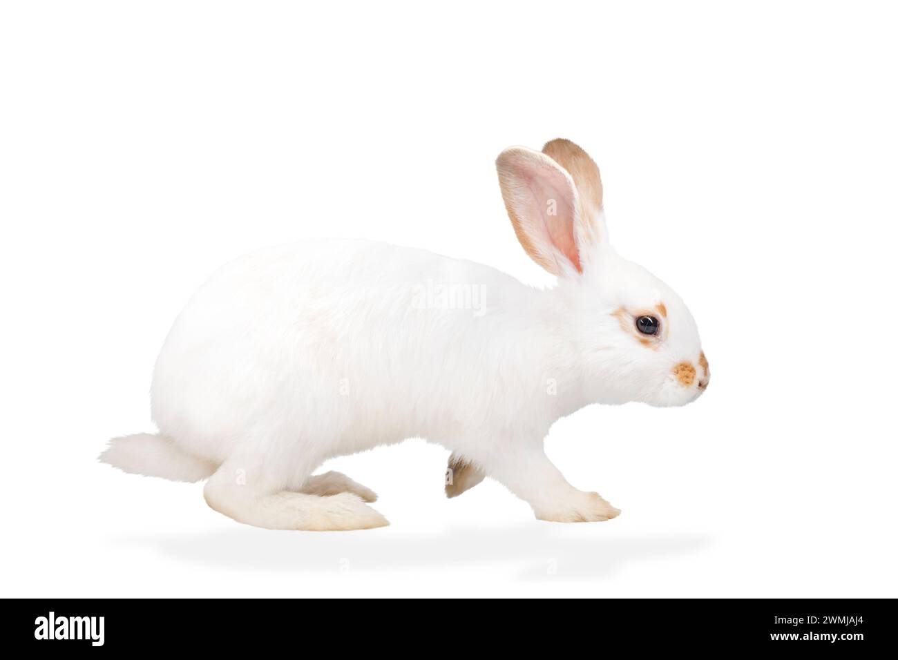 white rabbit isolated on white Stock Photo - Alamy