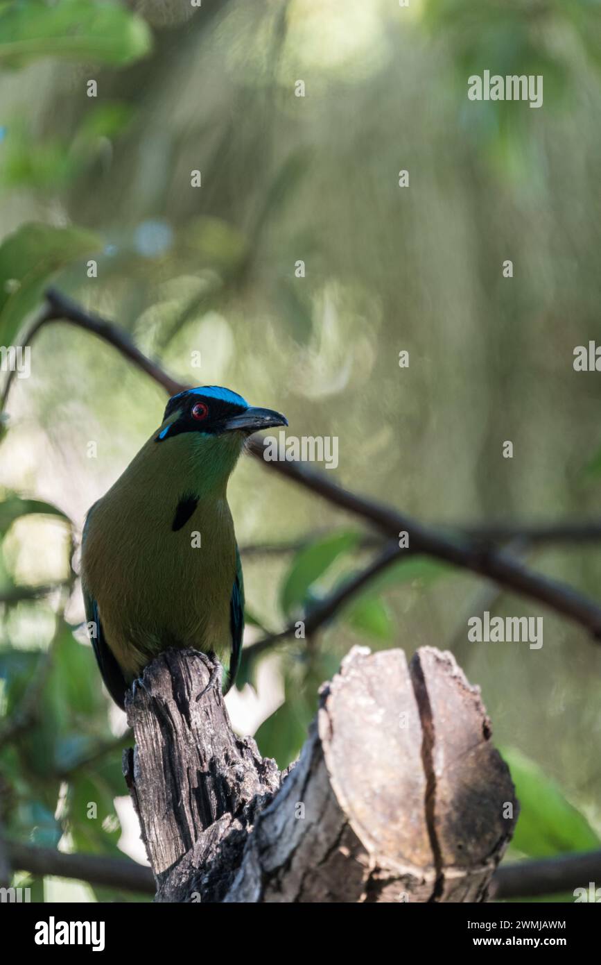 Equatorial/ Andean Motmot (Momotus aequatorialis) perched at Jardin ...