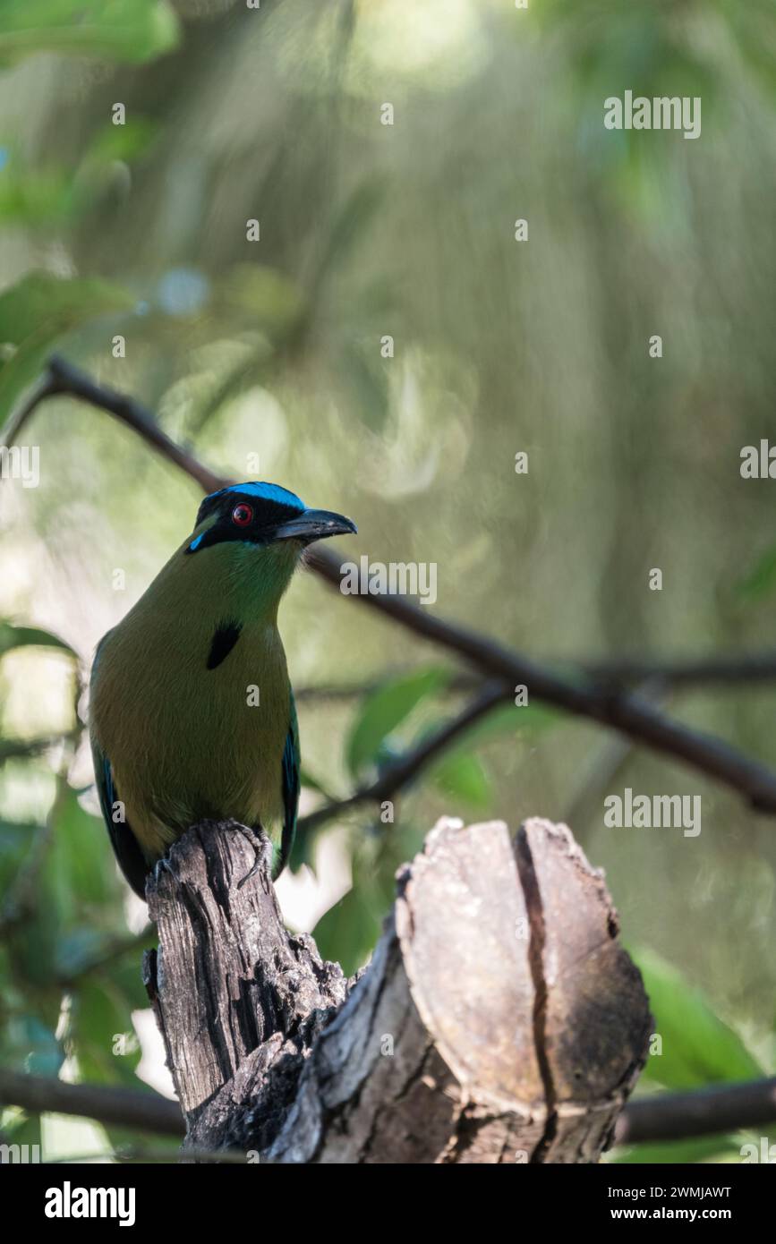 Equatorial/ Andean Motmot (Momotus aequatorialis) perched at Jardin ...