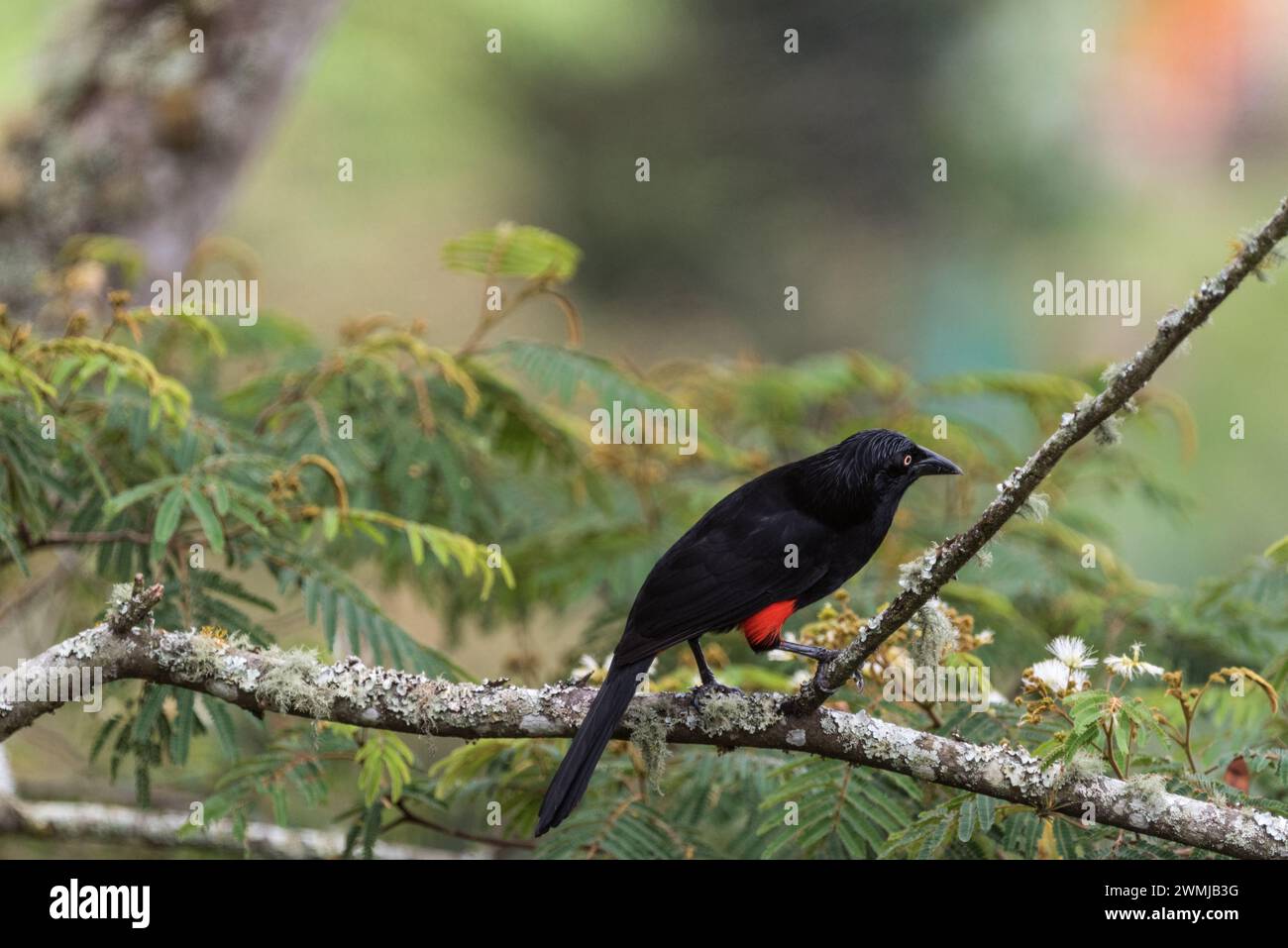 Chango colombiano hi-res stock photography and images - Alamy