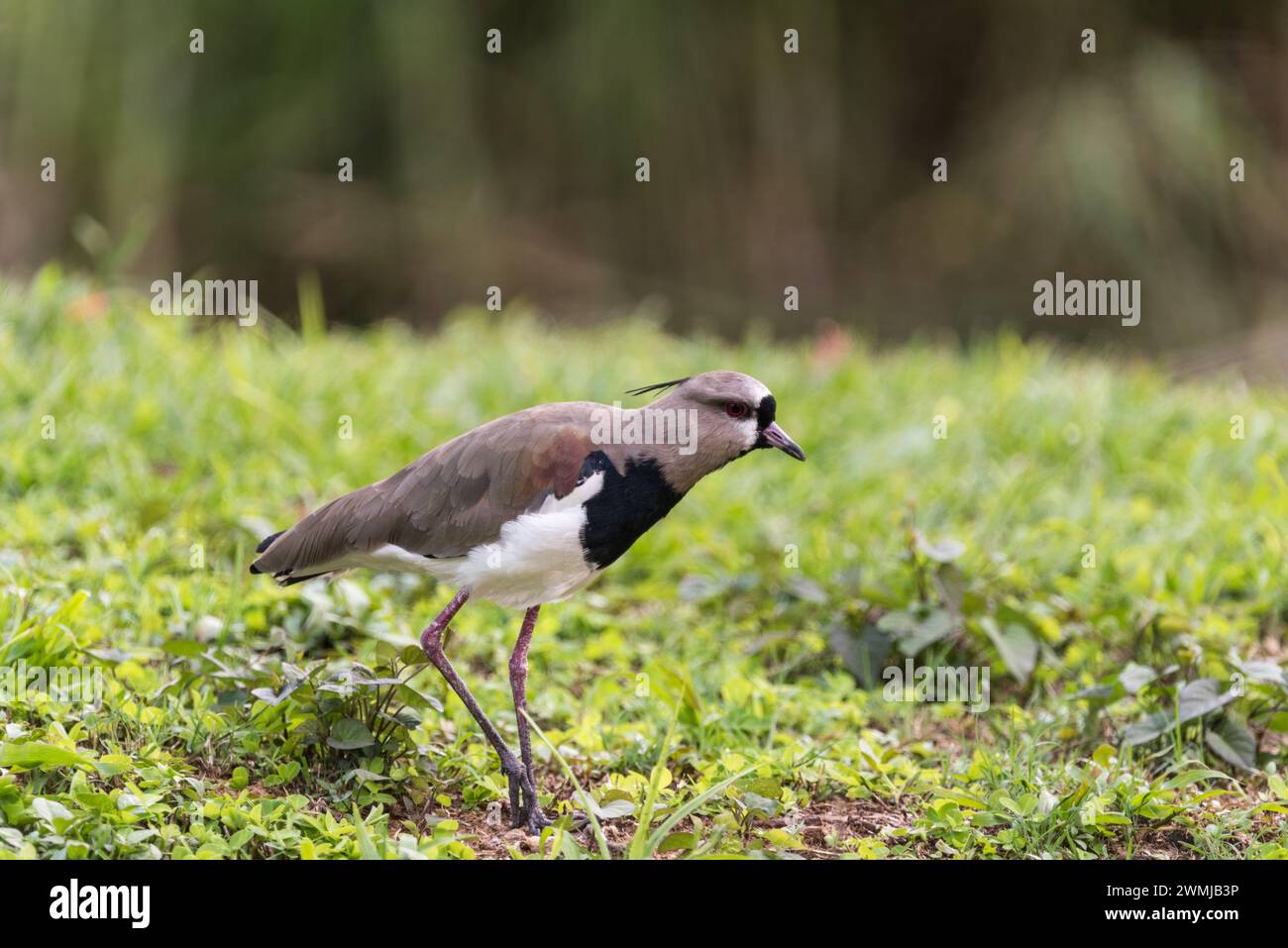 Foraging Southern Lapwing (Vanellus chilensis) in Medellin, Colombia ...