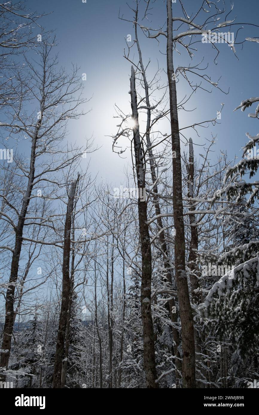 Snow covered path through trees with winter sun hi-res stock ...