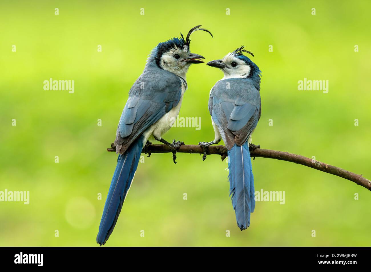 The white-throated magpie-jay (Calocitta formosa) is a large Central ...
