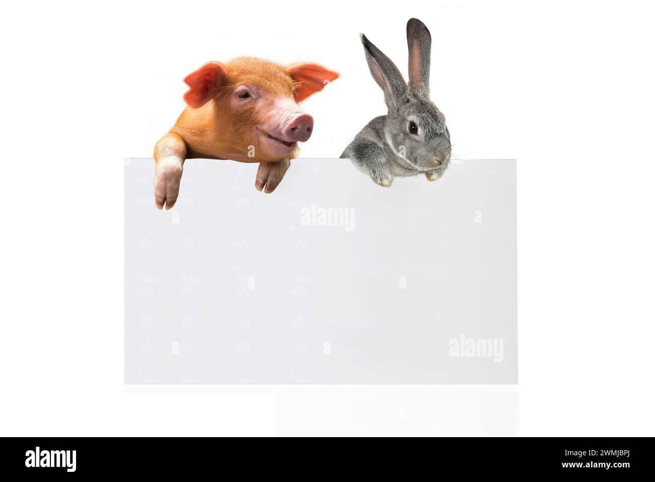 Rabbit and pig with sheet for a text writing Stock Photo - Alamy