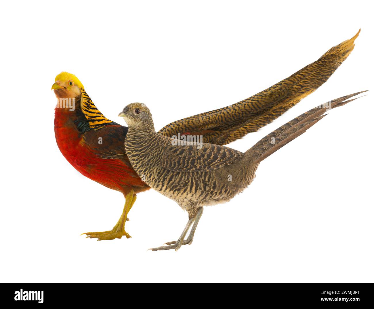 female and male pheasant gold iisolated on a white background Stock ...