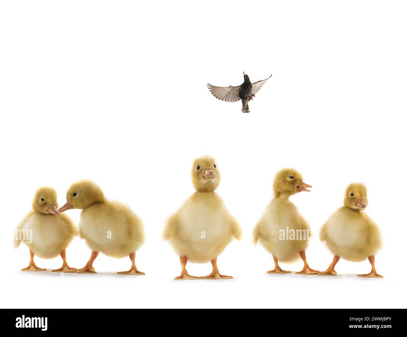 small duck who dreams of flying, on a white background Stock Photo - Alamy