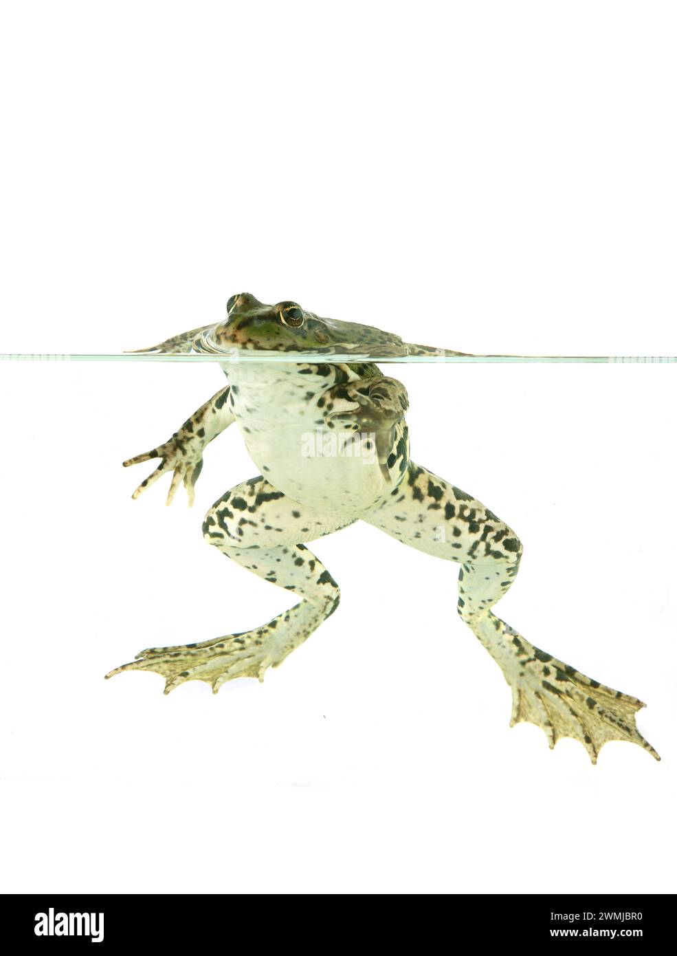 Common water frog on Cut Out Stock Images & Pictures - Alamy