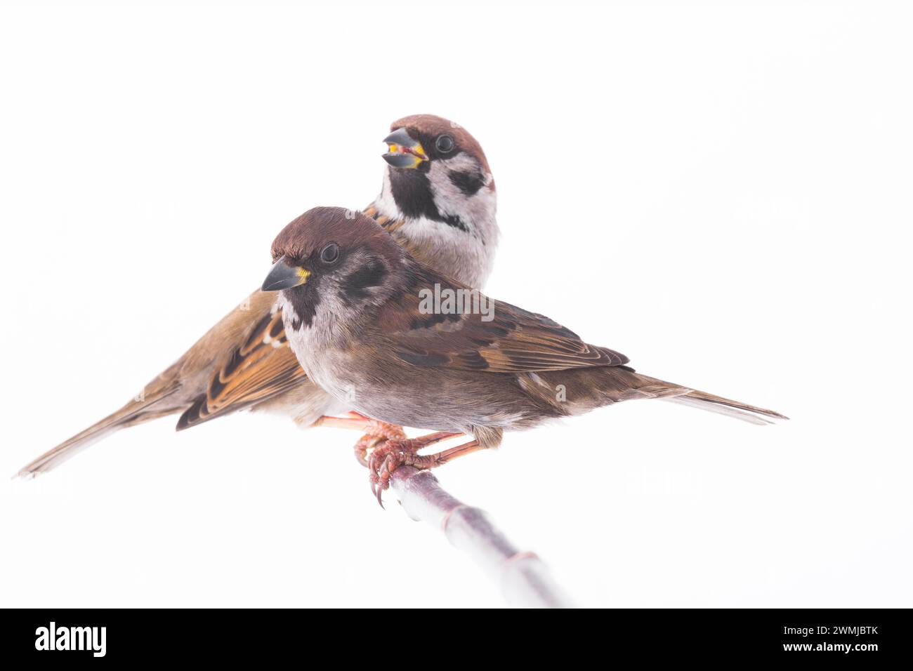 House sparrow standing on Cut Out Stock Images & Pictures - Alamy