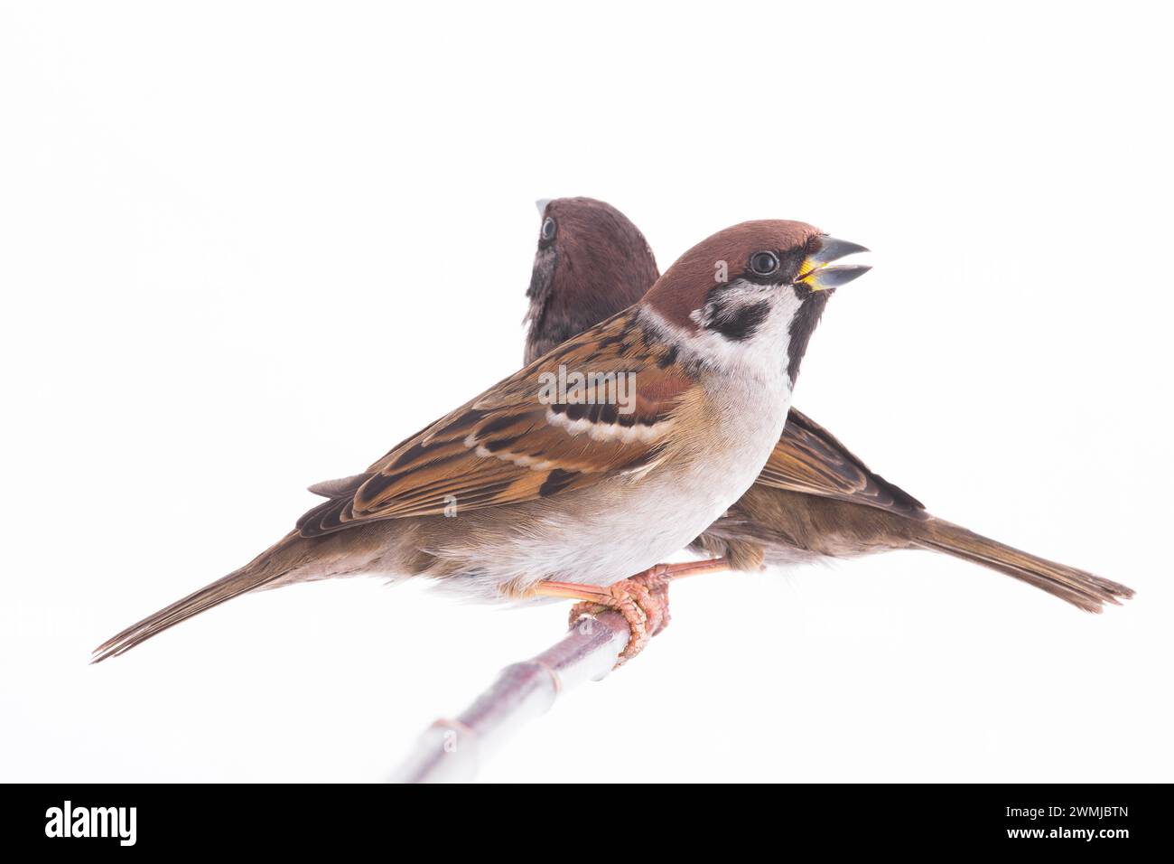 two sparrow isolated on a white background Stock Photo - Alamy
