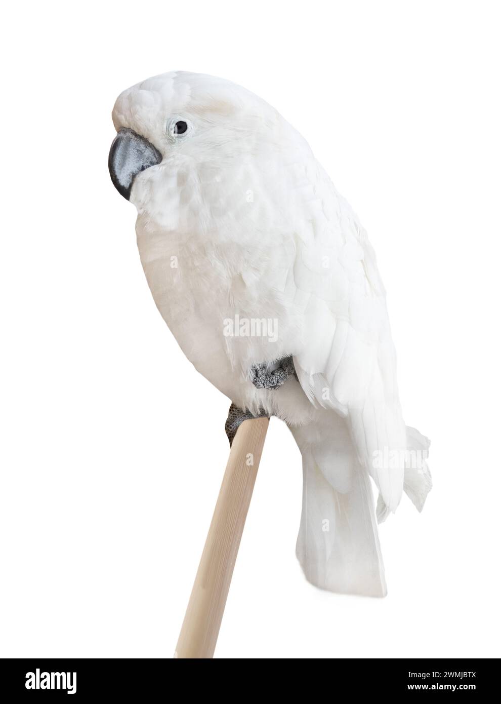 white parrot on a white background Stock Photo - Alamy