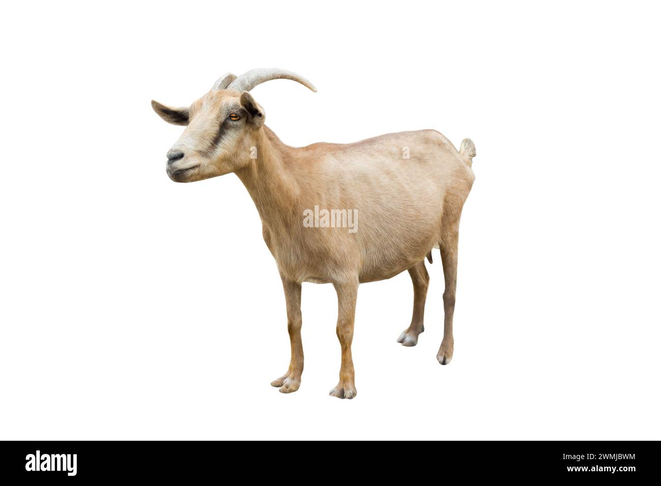 brown goat on a white background Stock Photo - Alamy
