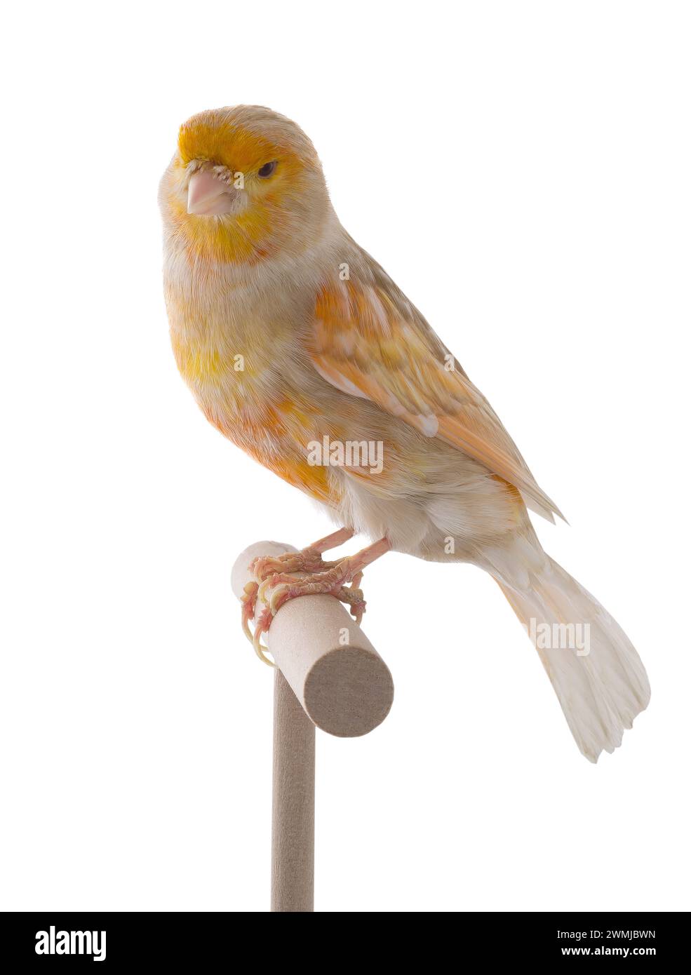 feo canary isolated on a white background Stock Photo - Alamy
