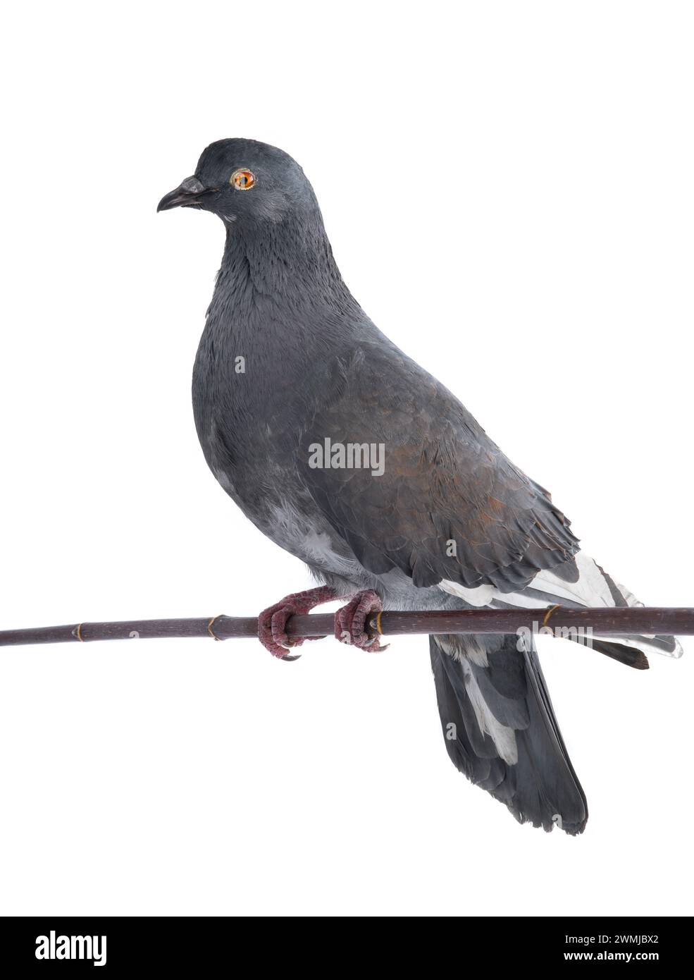 gray pigeon isolated on a white background Stock Photo - Alamy